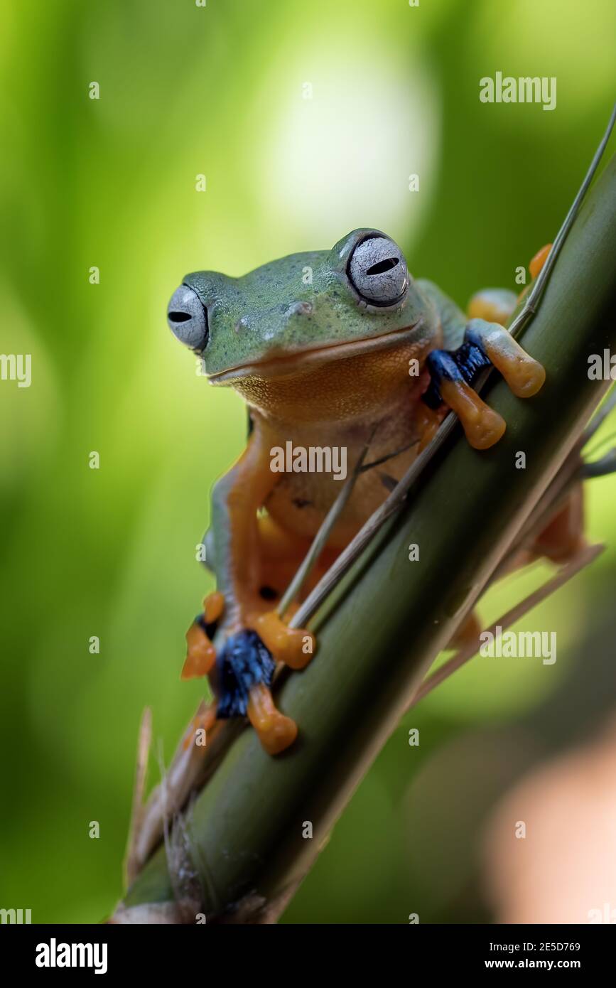 Green flying tree frog sitting on bamboo, Indonesia Stock Photo - Alamy