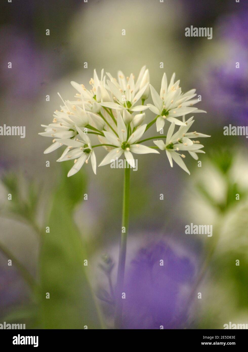 wild garlic flower Broadway Woods Cotswolds Gloucestershire Stock Photo ...