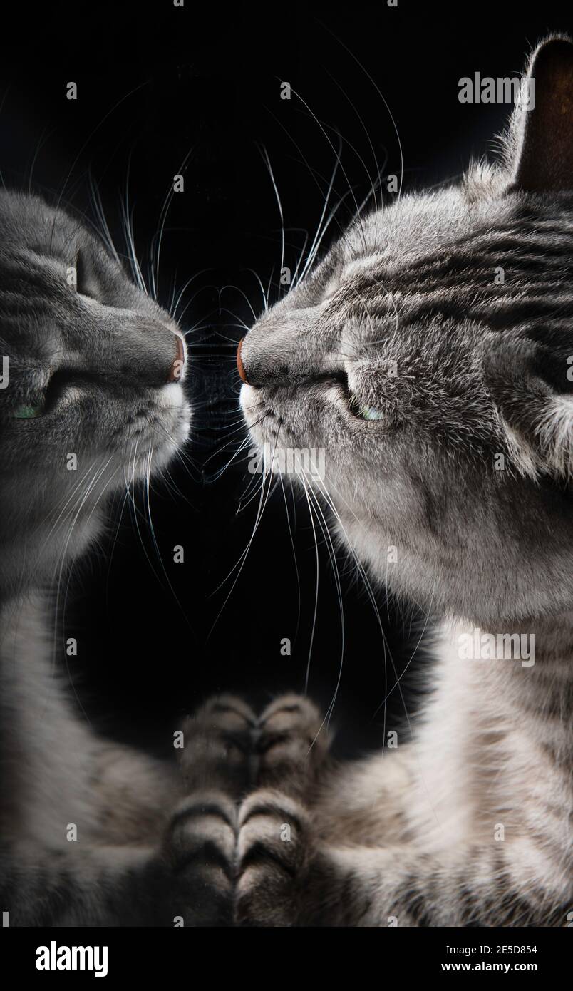 Portrait of a tabby cat looking at its reflection Stock Photo - Alamy