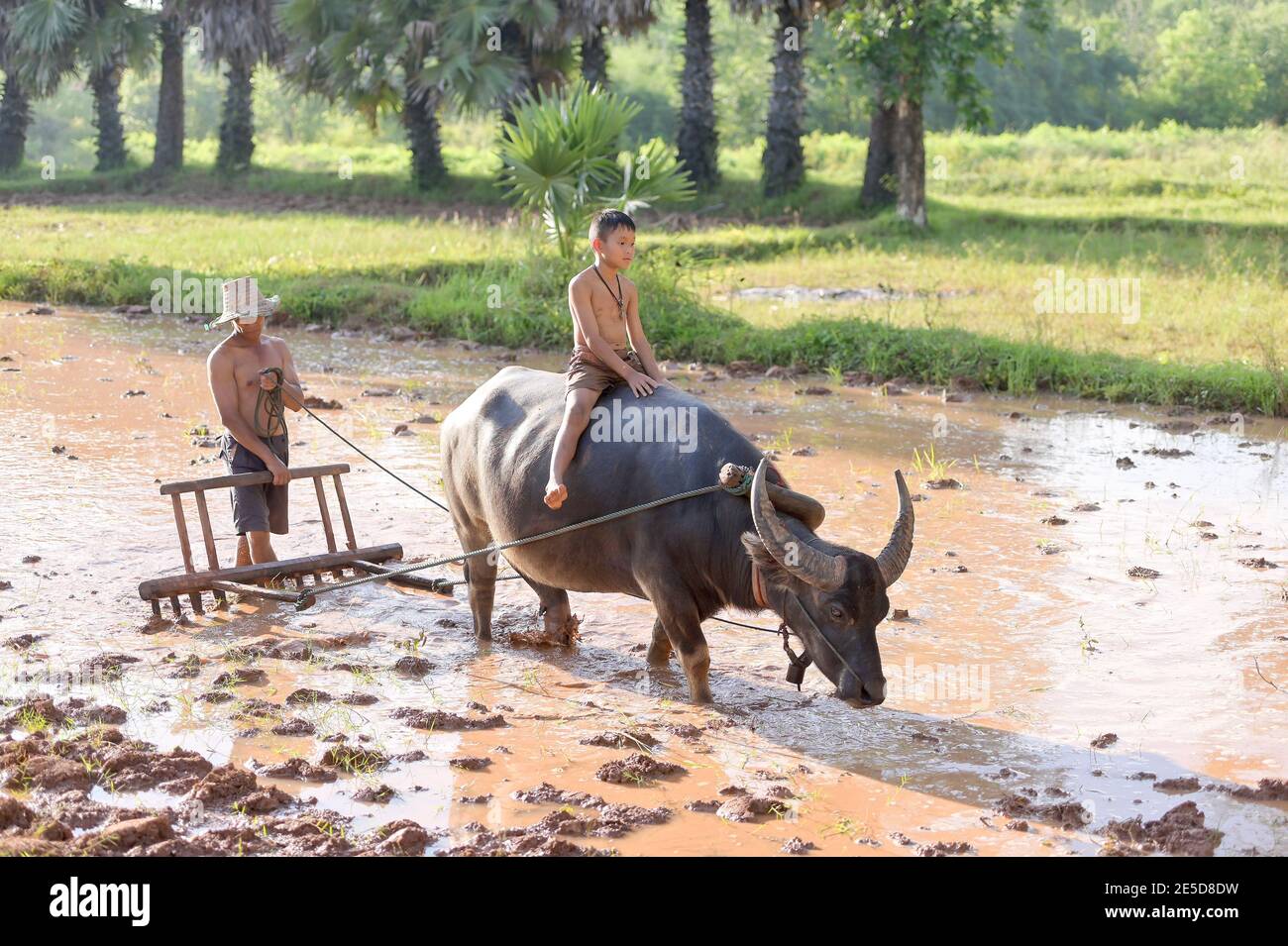 Farmer and his son ploughing a flooded rice field with a buffalo ...