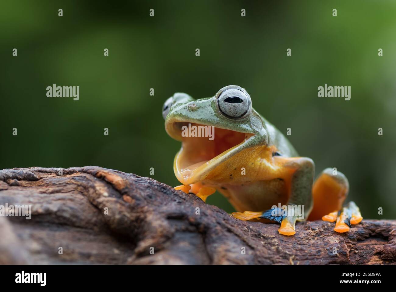 Frog open mouth hi-res stock photography and images - Alamy