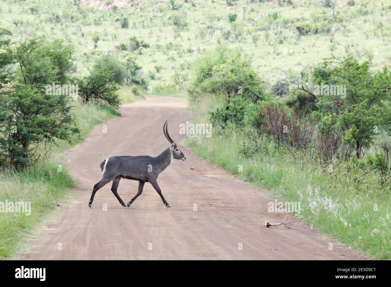 Male waterbuck crossing the road, Pilansberg Nature Reserve, South ...