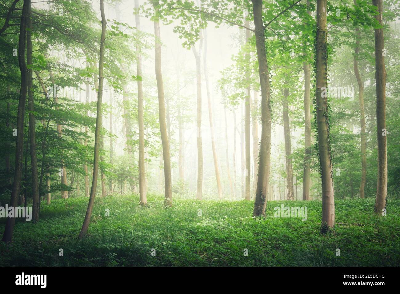 Misty forest landscape, Warwickshire, England, UK Stock Photo - Alamy