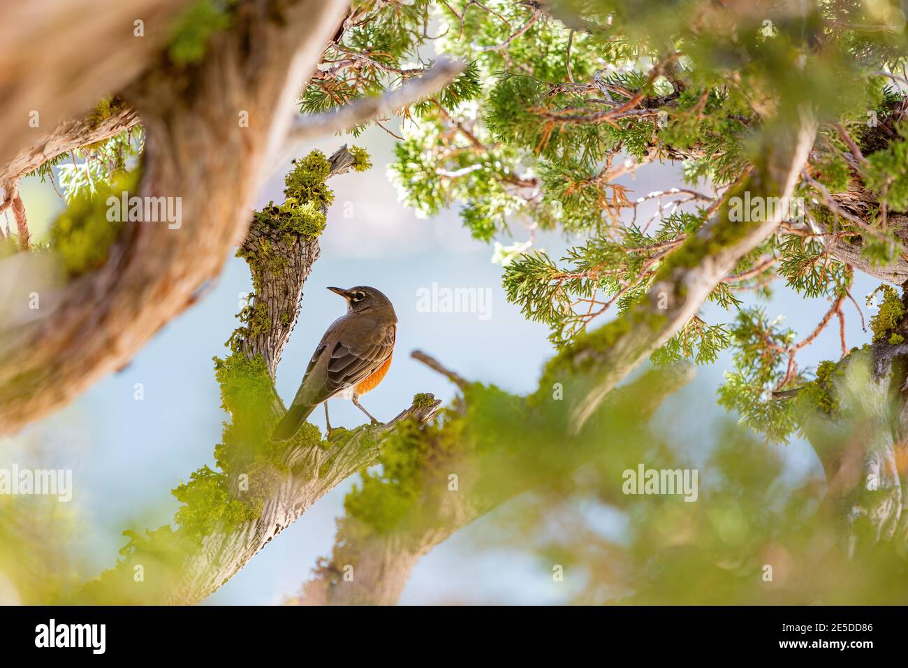 American robin isolated hi-res stock photography and images - Alamy