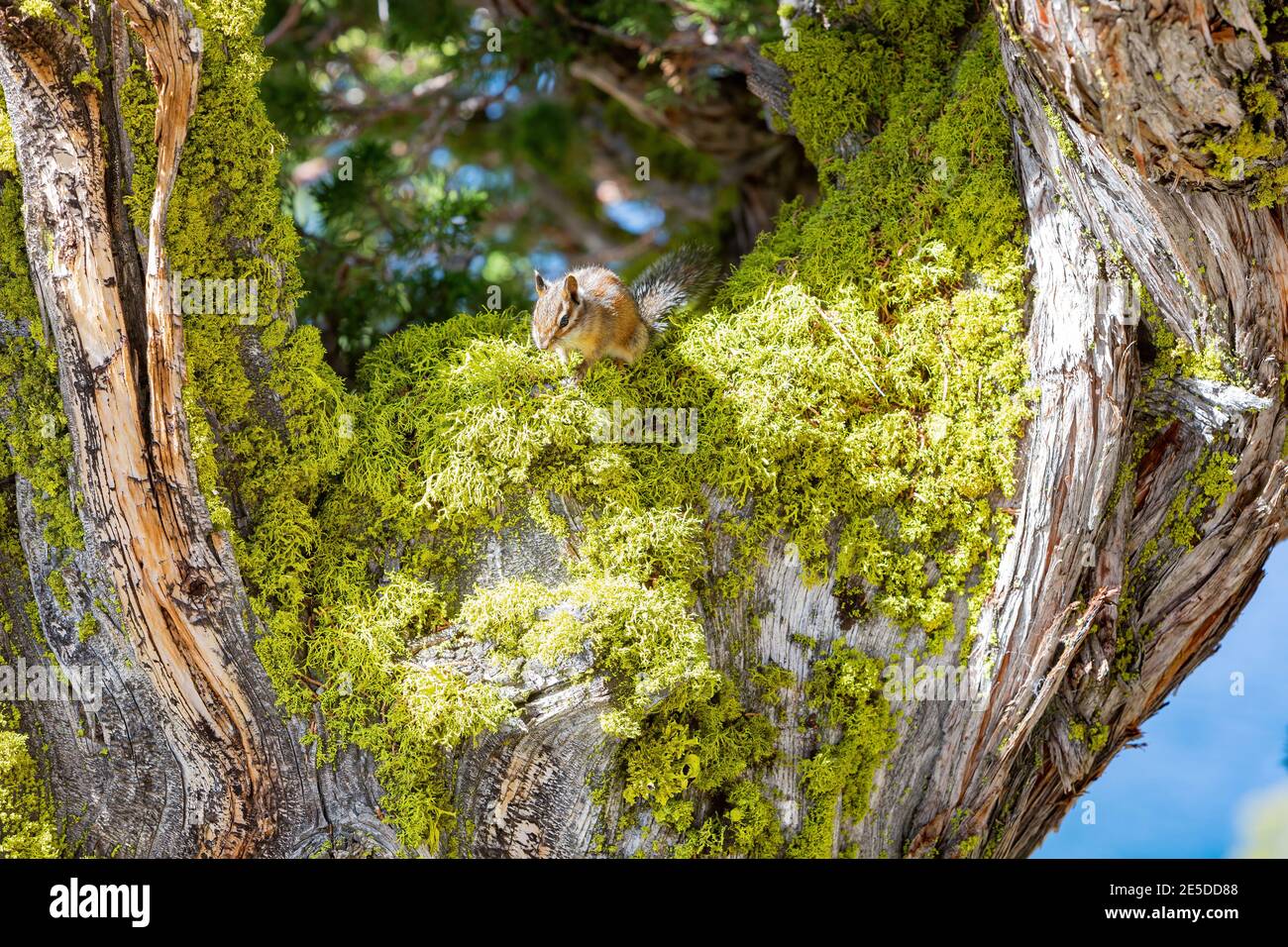 Close up shot Chipmunk on the Tree in Lake Tahoe Area, Nevada Stock ...
