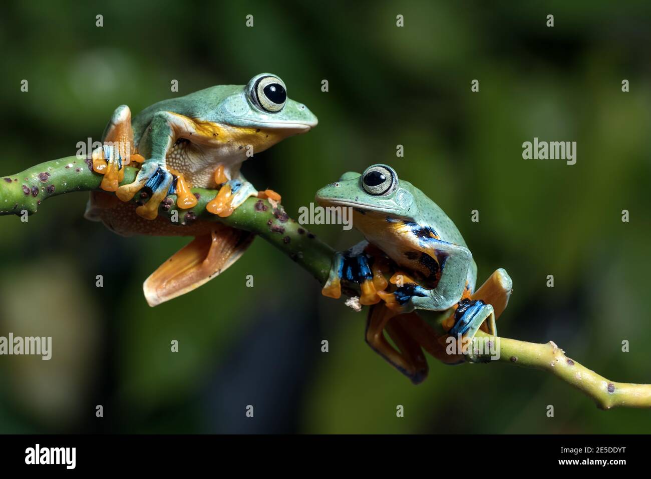 Flying frogs hi-res stock photography and images - Alamy