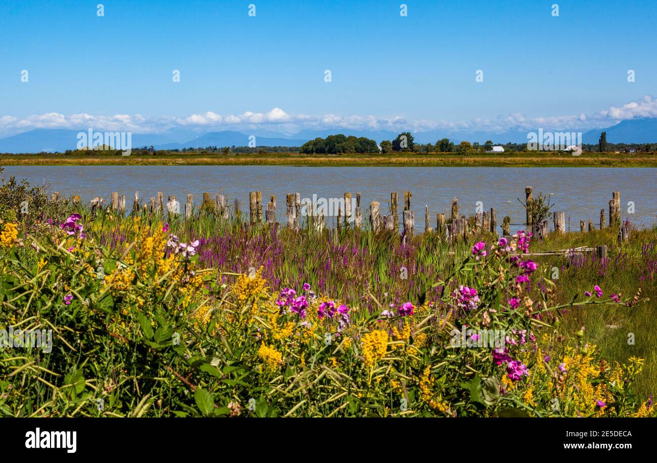 Fraser river delta hi-res stock photography and images - Alamy Fraser river delta hi-res stock photography and images - Alamy