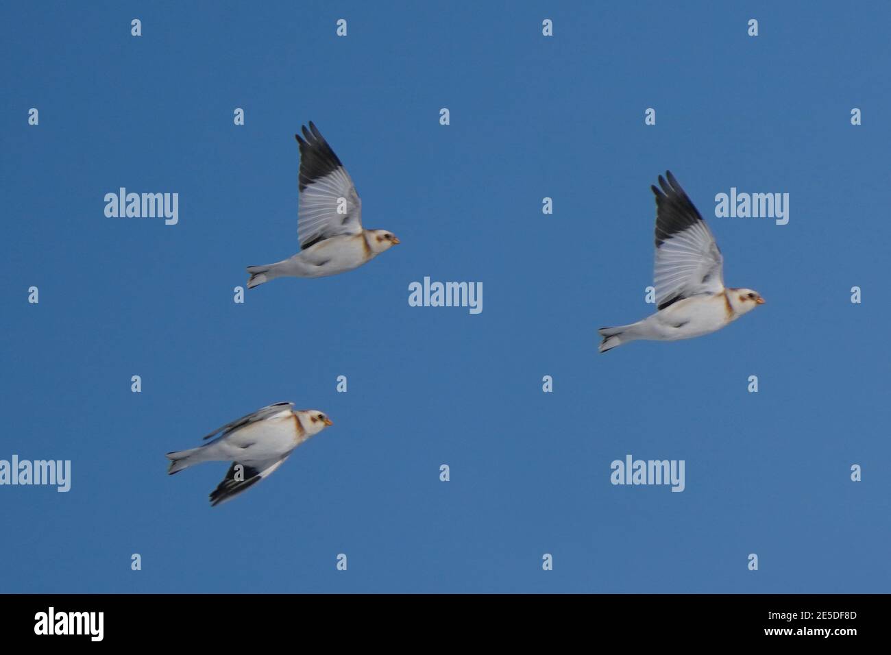 Snow Buntings in flight against sunny winter sky Stock Photo - Alamy