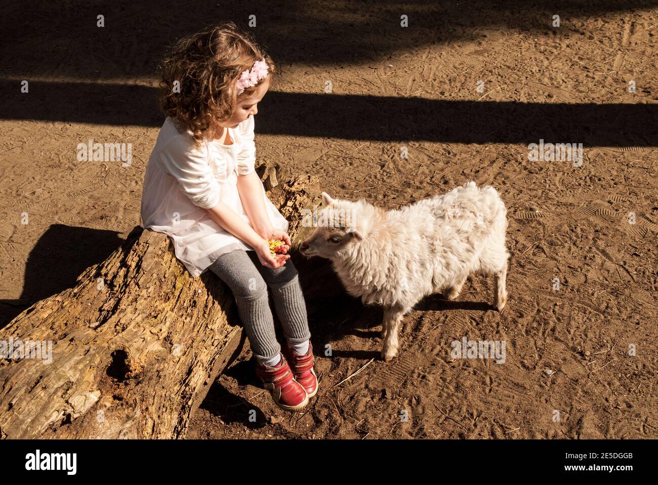 Girl sitting on a tree trunk feeding a lamb, Italy Stock Photo - Alamy