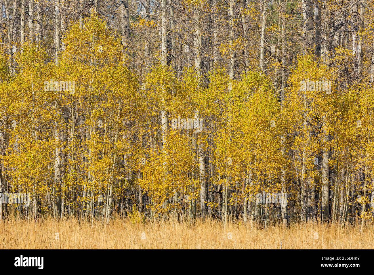 Hope valley nevada hi-res stock photography and images - Alamy