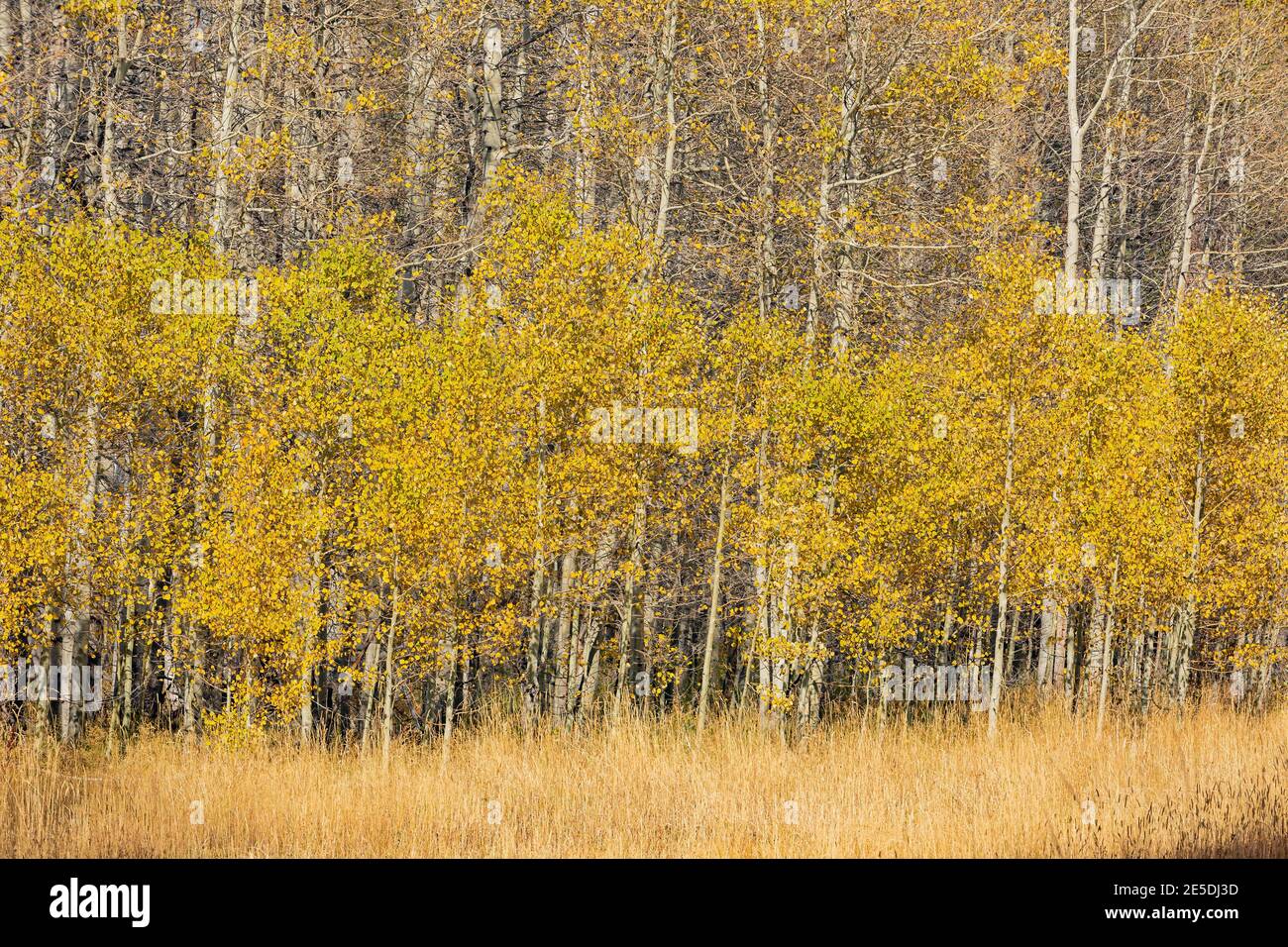 Sunny view with beautiful fall color along the Hope Valley in Lake ...