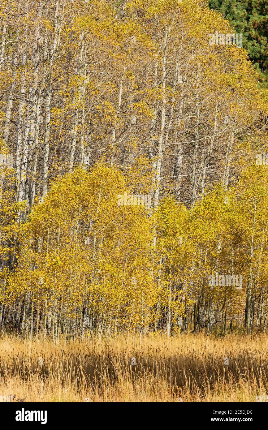 Sunny view with beautiful fall color along the Hope Valley in Lake ...