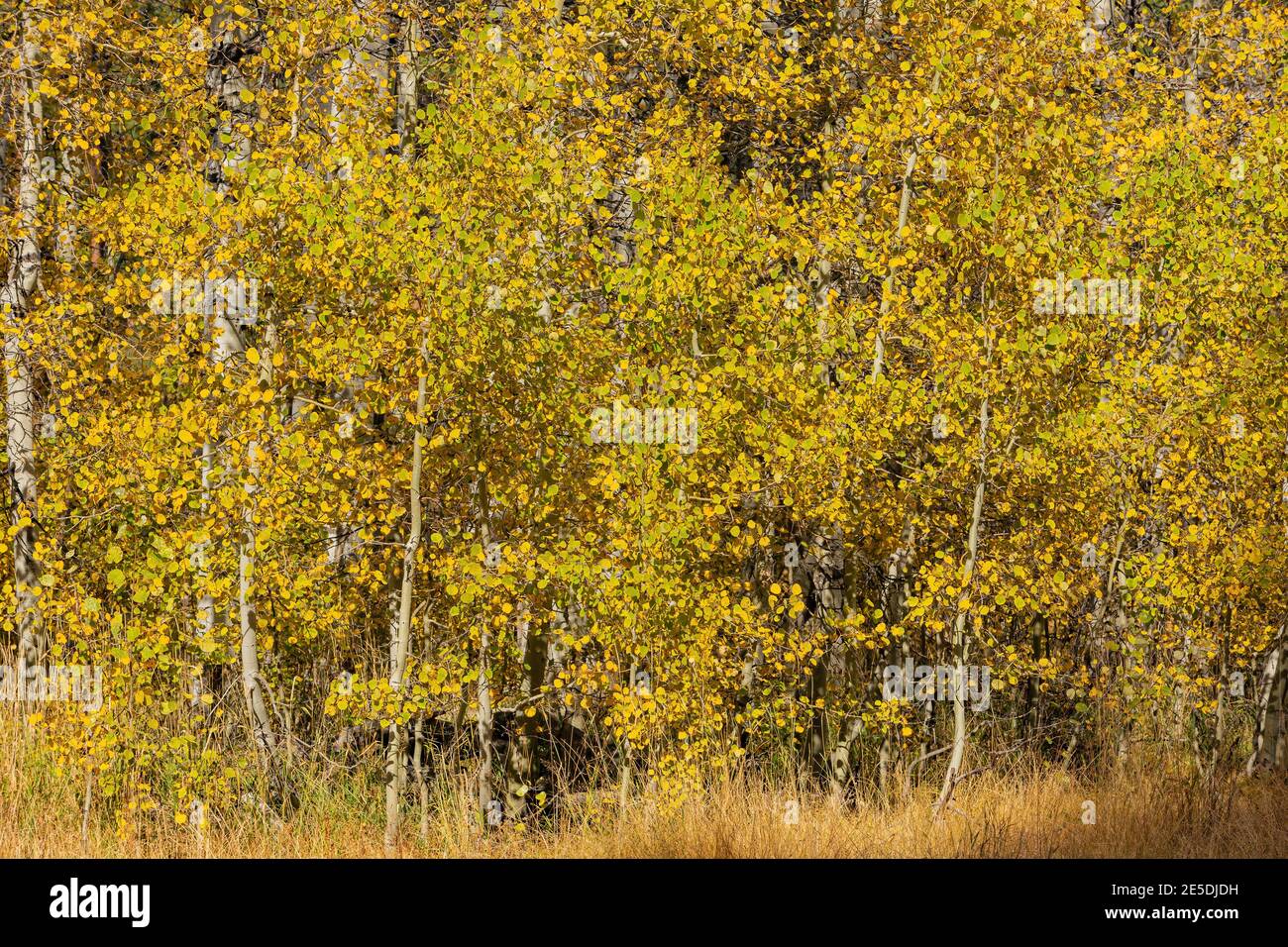 Sunny view with beautiful fall color along the Hope Valley in Lake ...