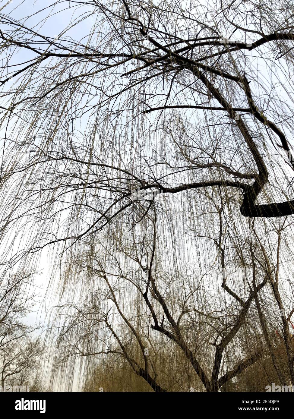 Vertical low angle shot of dry trees with many branches Stock Photo - Alamy