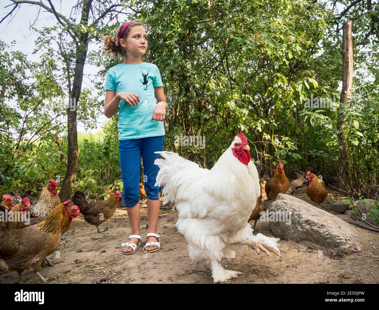 Rooster looking hi-res stock photography and images - Alamy