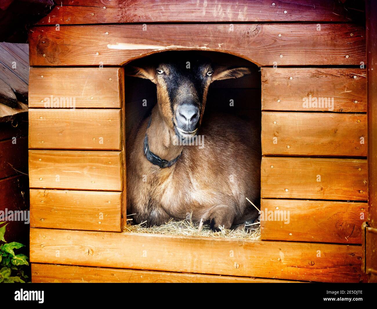 Goat sitting down relaxing on hi-res stock photography and images - Alamy