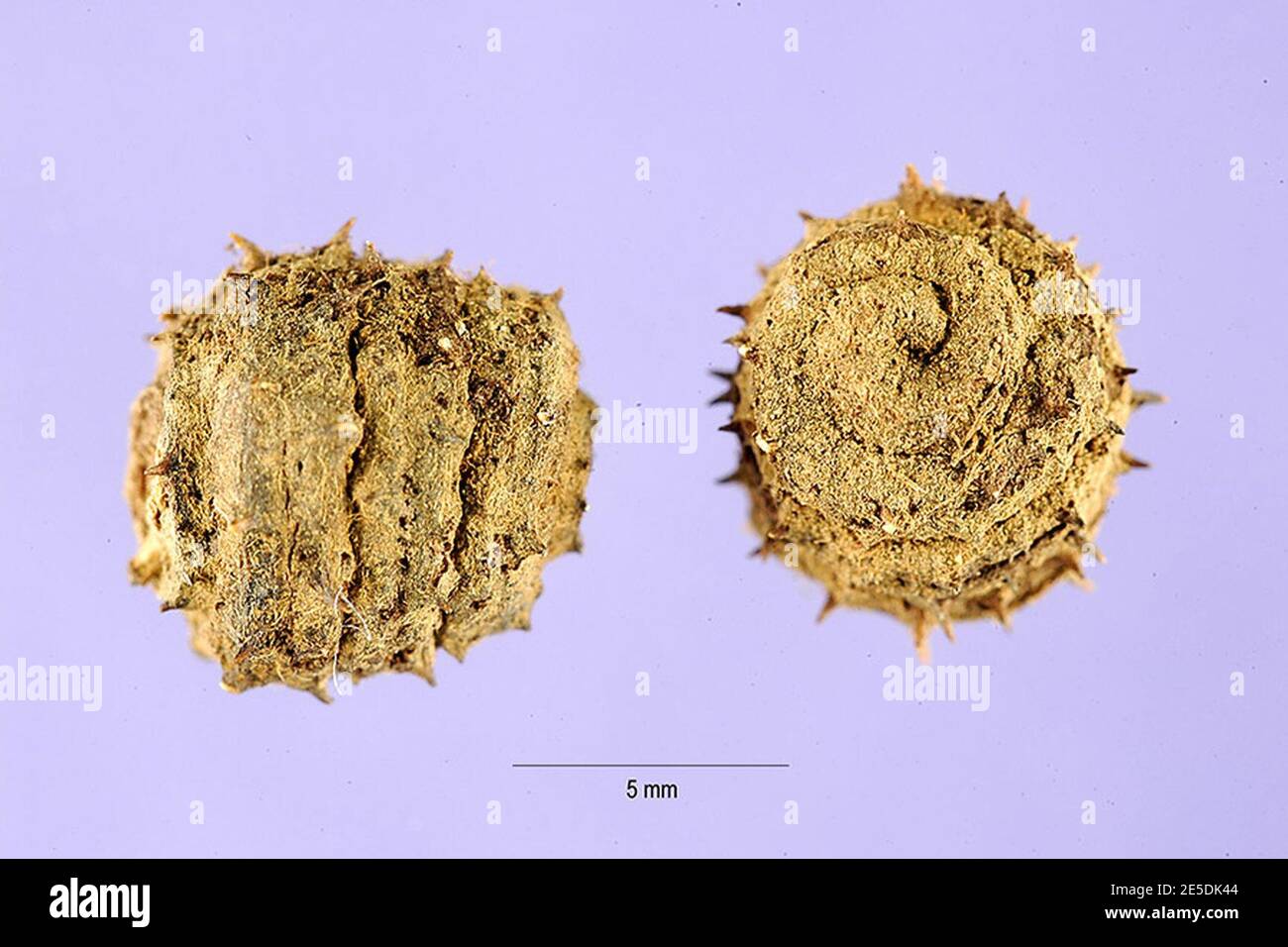 Metu hi-res stock photography and images - Alamy