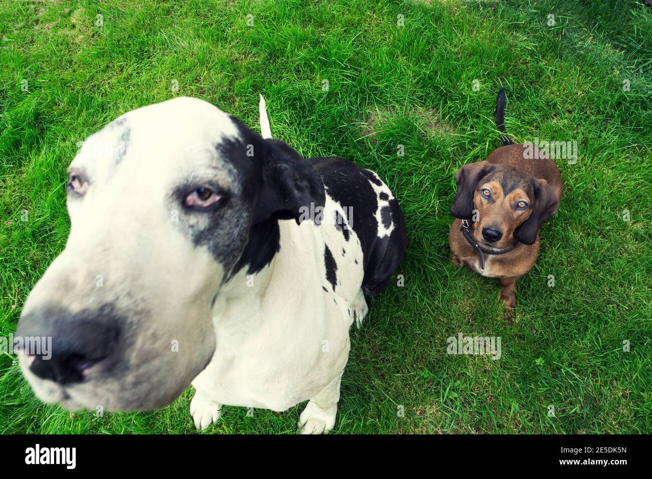 Overhead view of two dogs sitting side by side, Poland Stock Photo - Alamy