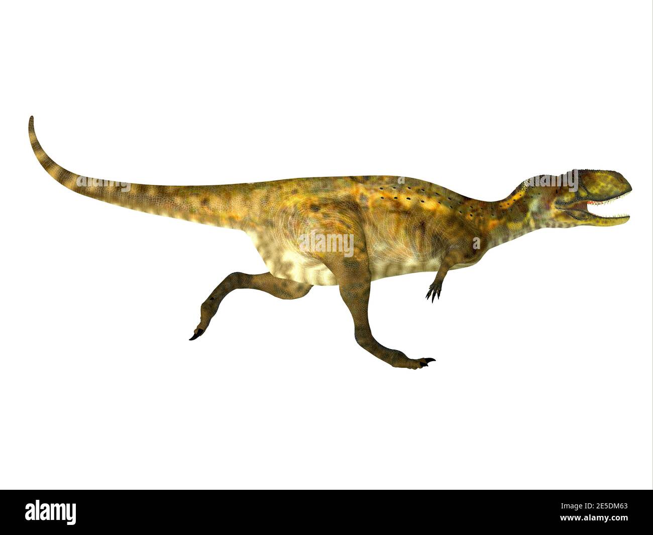 Abelisaurus was a theropod carnivorous dinosaur that lived during the ...
