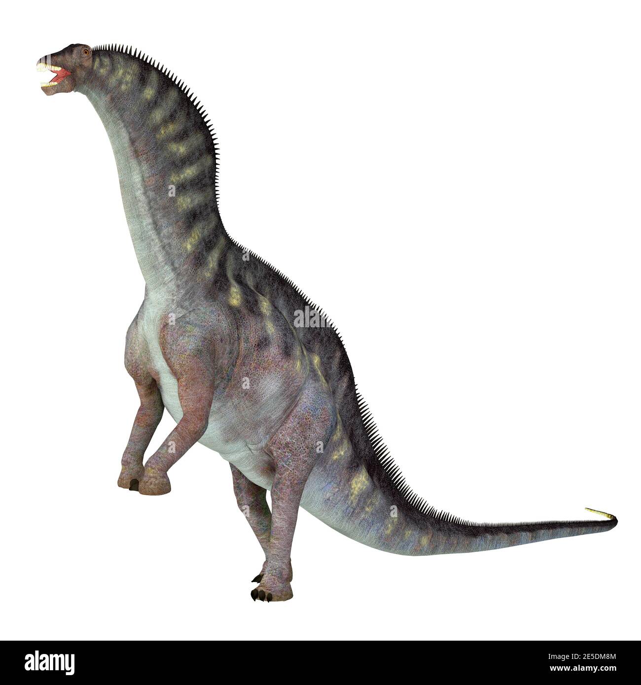 Amargasaurus Dino Dan
