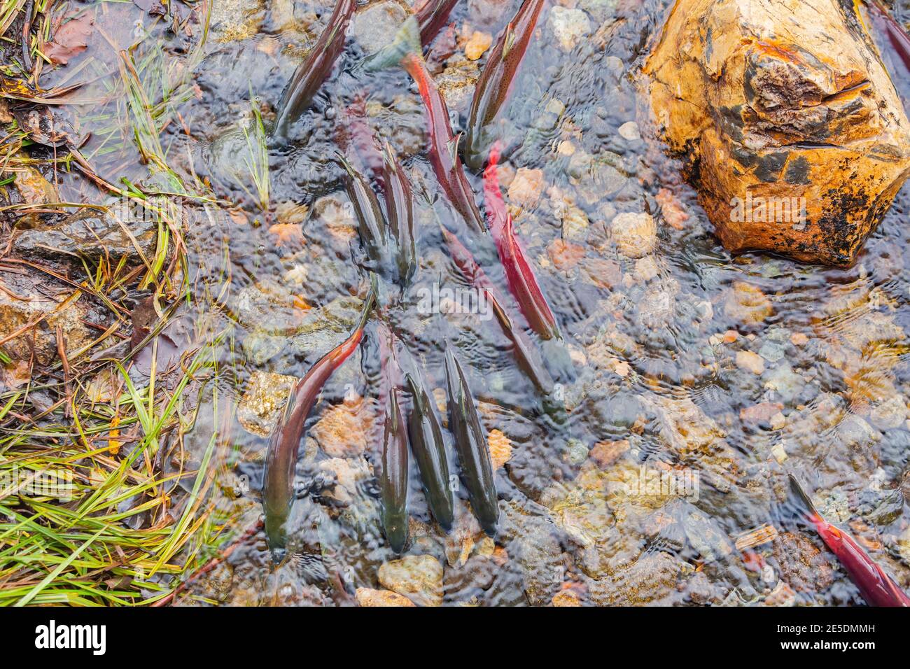 Salmon migration in Lake Tahoe at Nevada, USA Stock Photo - Alamy