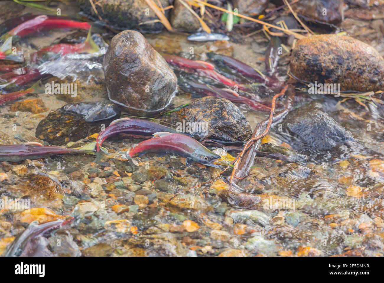 Salmon migration in Lake Tahoe at Nevada, USA Stock Photo - Alamy