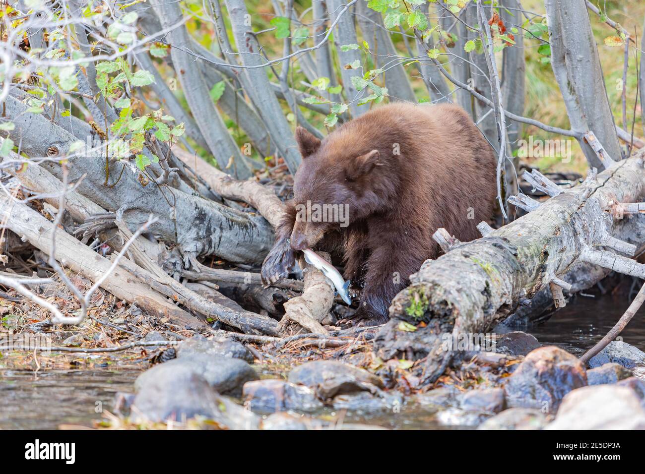 Close up shot of a Bear hunting fish in Lake Tahoe, Nevada, USA Stock ...