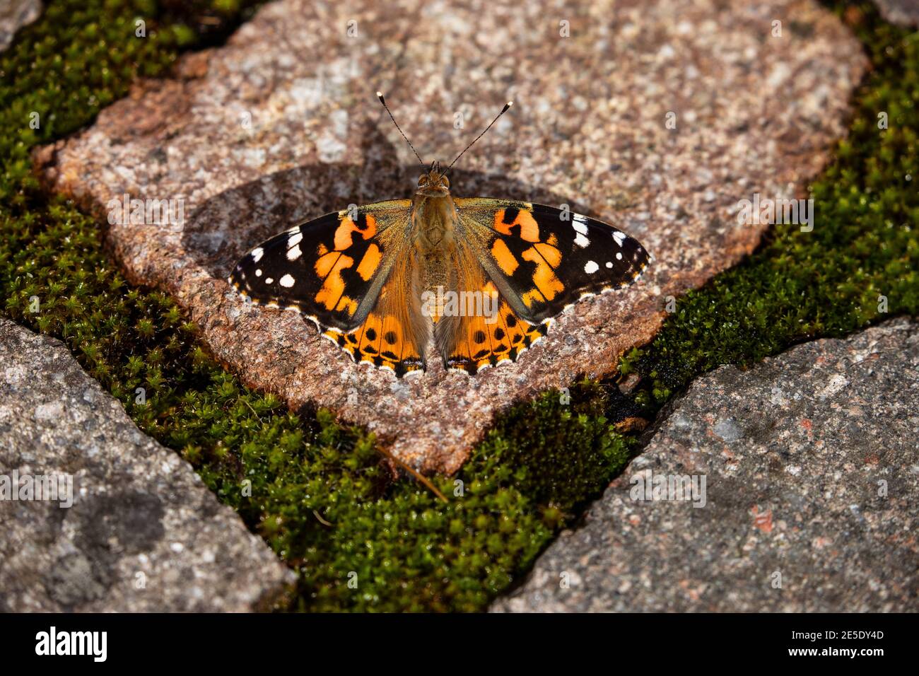 vanessa cardui painted lady butterfly Stock Photo - Alamy