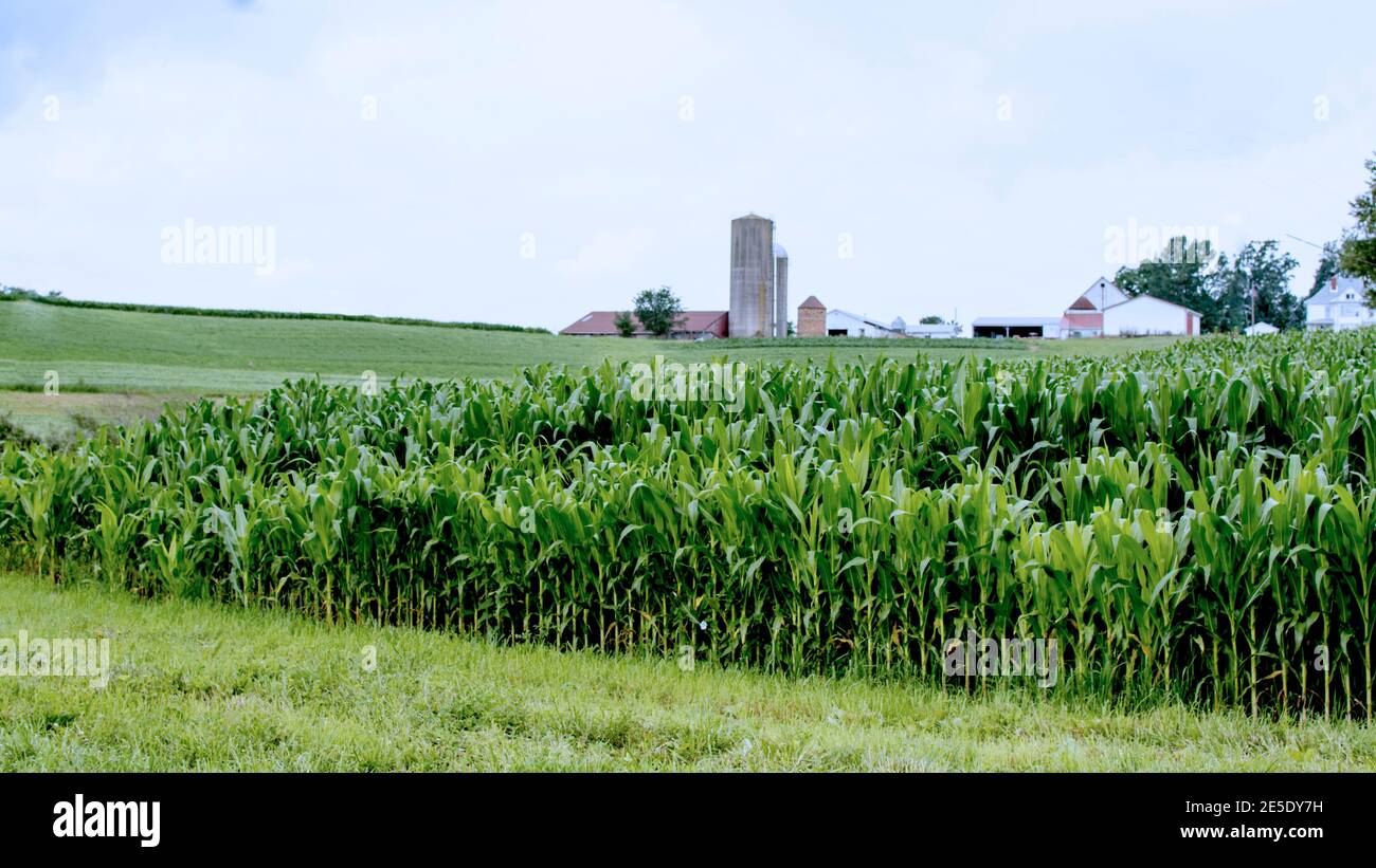 Cornfield in July in rural eastern Ohio with hayfield, barns and silos ...