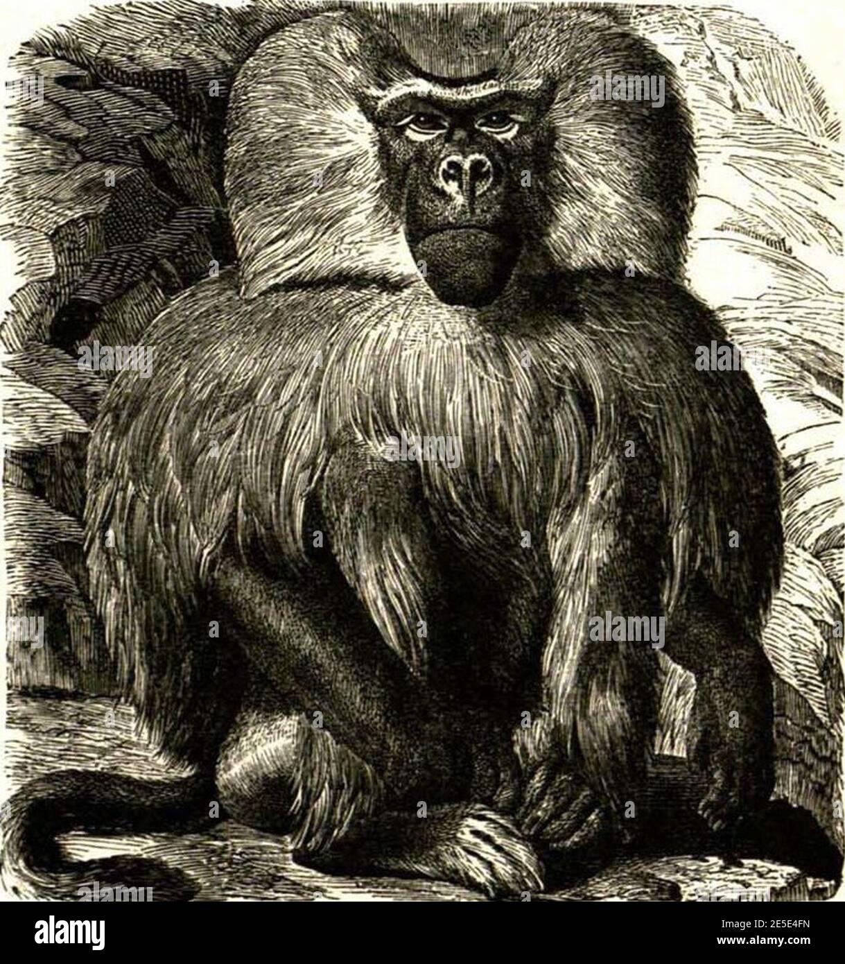 Meyers b1 s0140b (Cynocephalus Hamadryas Stock Photo - Alamy