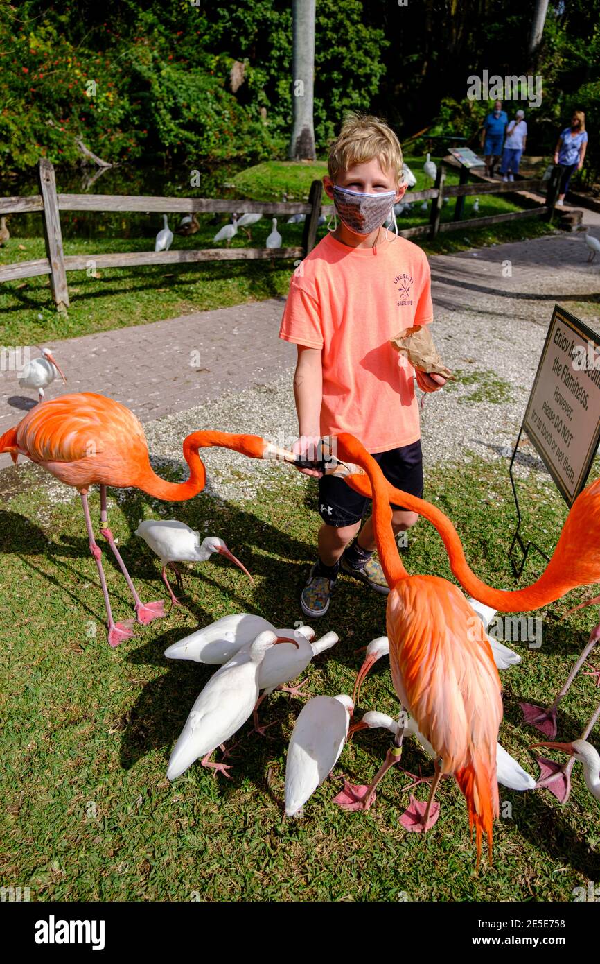 Injured flamingo being fed by boy - Sarasota Jungle Gardens Stock Photo ...
