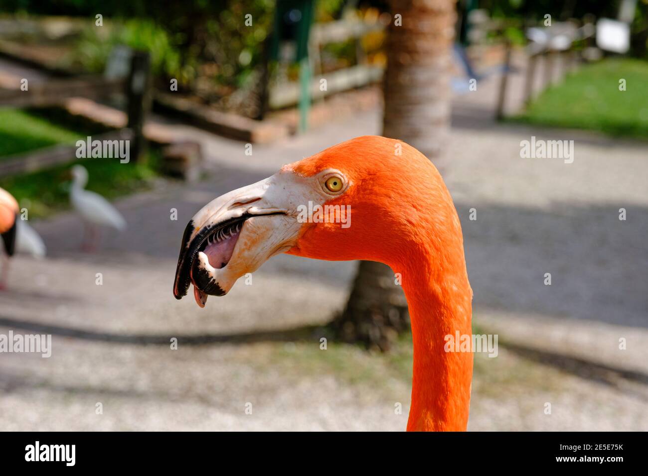 Deformed animals hi-res stock photography and images - Alamy
