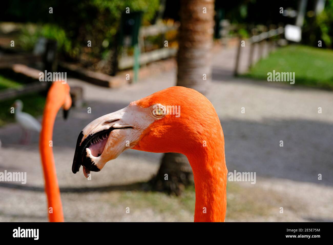 Deformed animals hi-res stock photography and images - Alamy