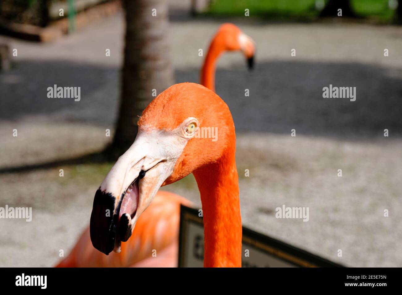 Deformed beak hi-res stock photography and images - Alamy