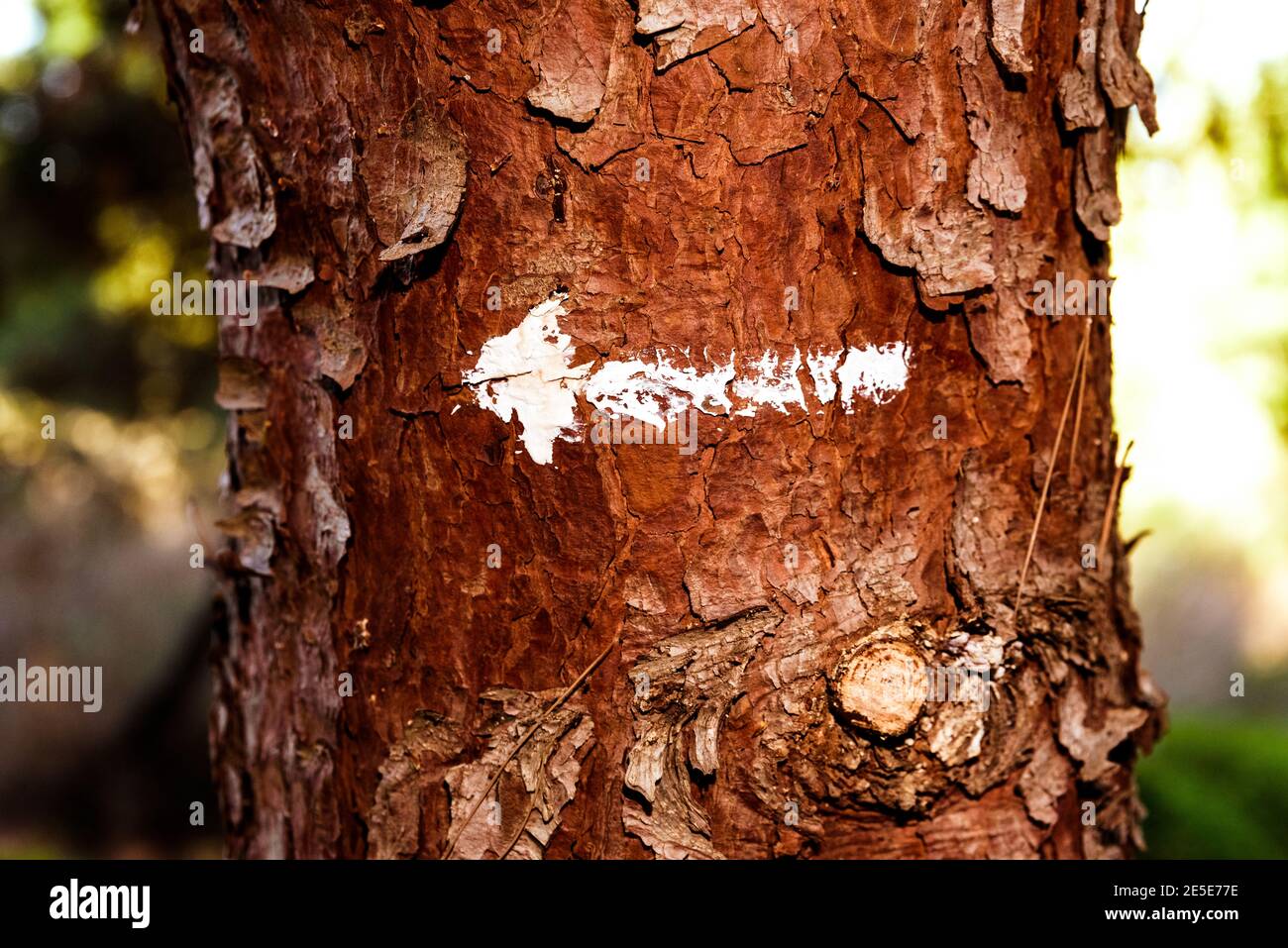 A white arrow mark painted on a tree trunk Stock Photo - Alamy