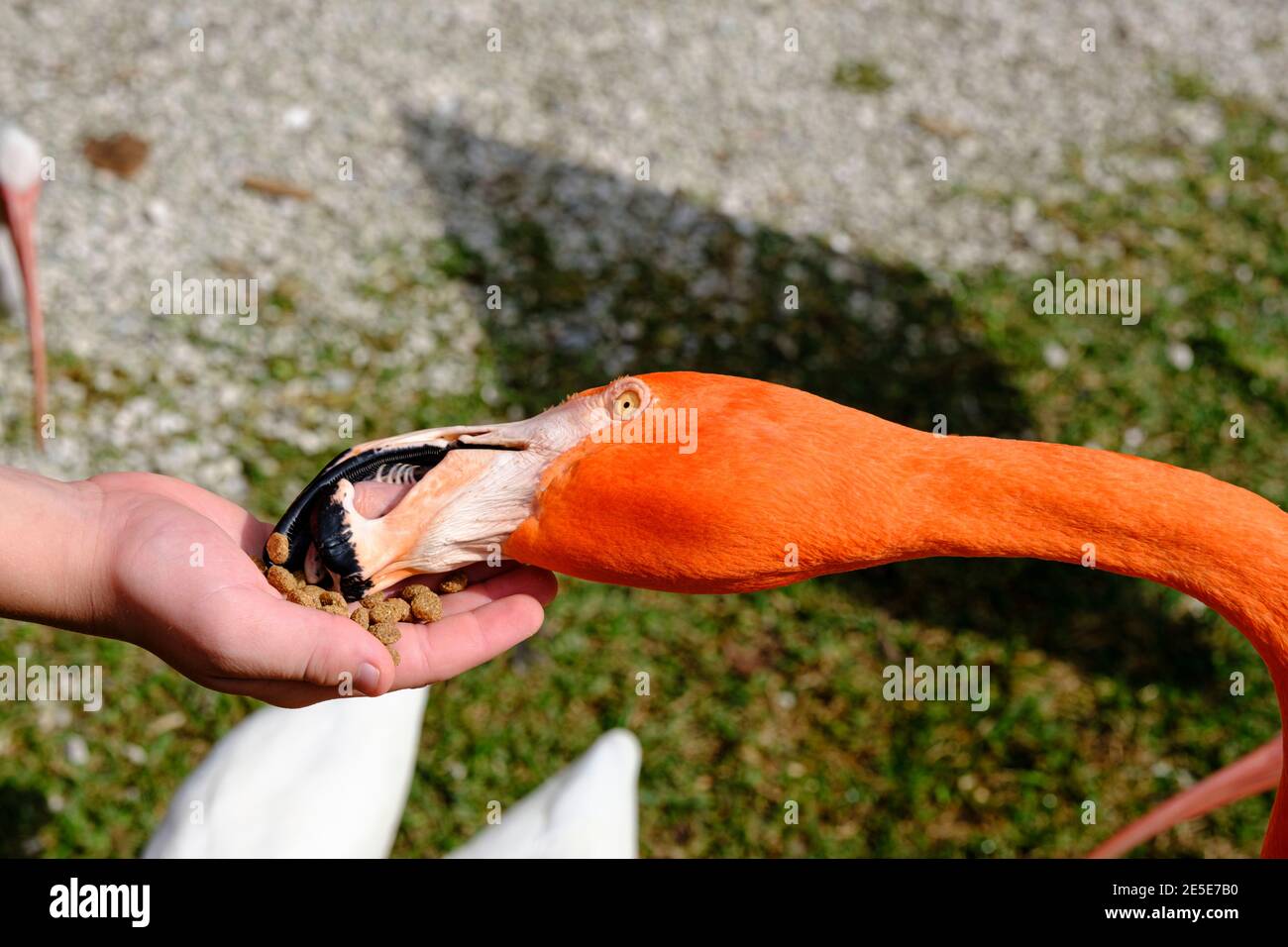 Injured flamingo being fed - Sarasota Jungle Gardens Stock Photo - Alamy