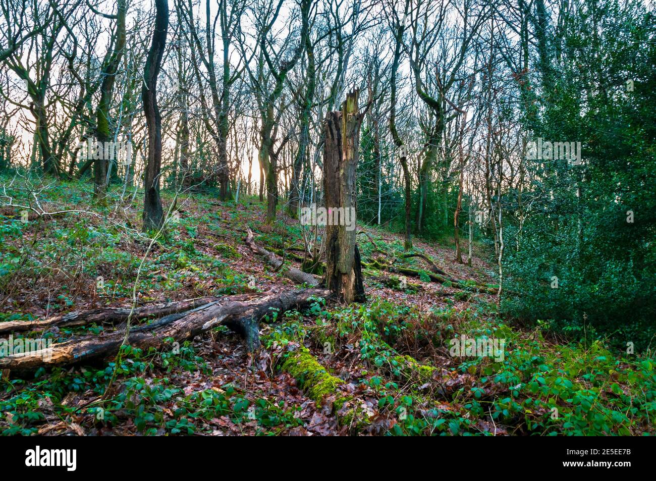 Trees felled due to Ash dieback in Leeshall Wood, ancient woodland in ...