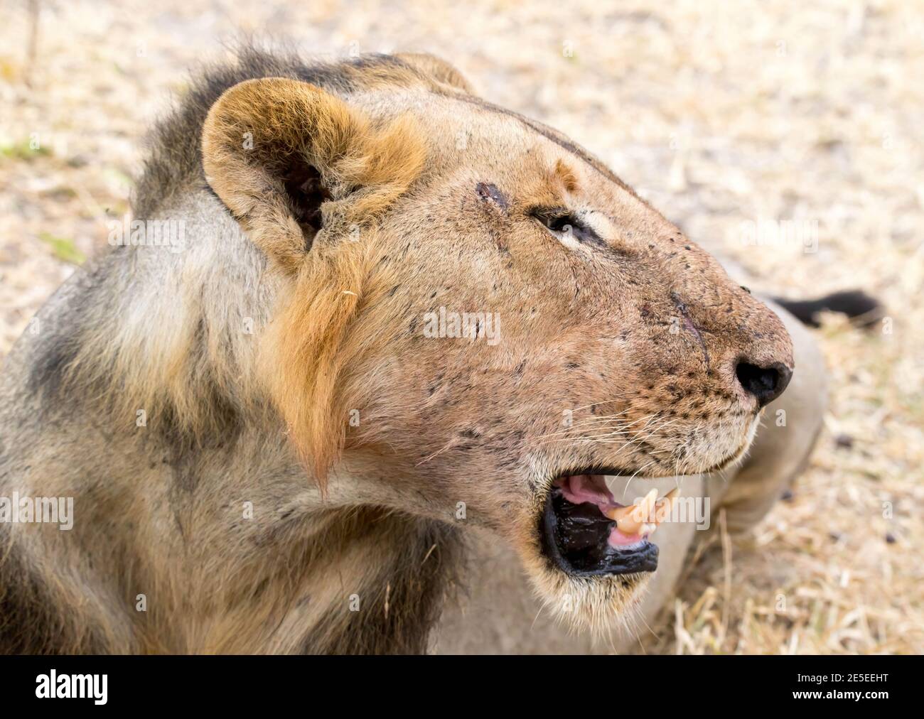 An african Lion Stock Photo - Alamy