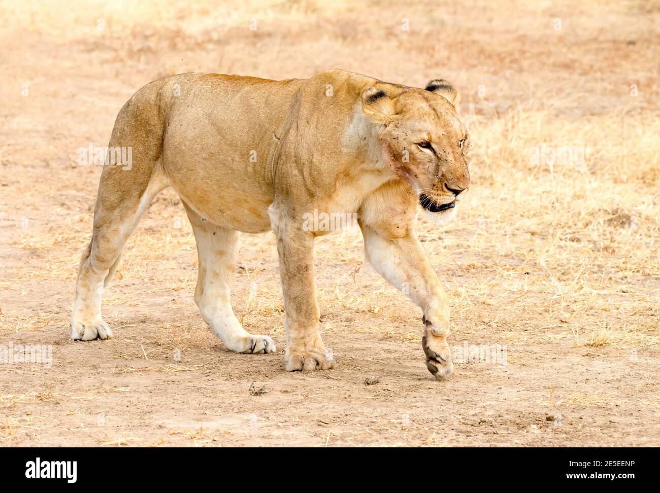 An african Lion Stock Photo - Alamy