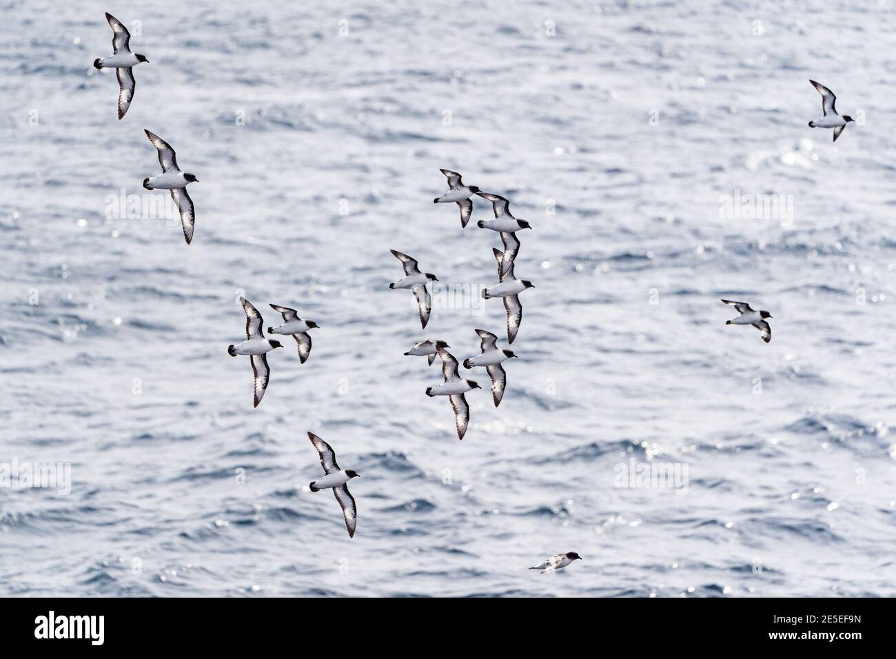 Birds flying behind a ship hi-res stock photography and images - Alamy