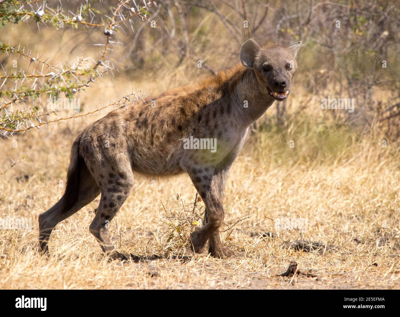 A Spotted hyena Stock Photo - Alamy