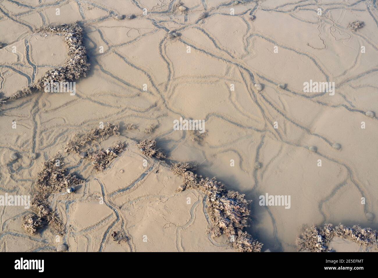 Sea snail Whelk trails in a coastal rock pool intertidal zone Stock ...