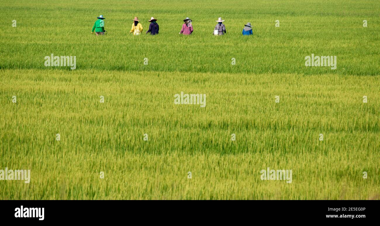 Fresh green rice field with group of farmers landscape background Stock ...