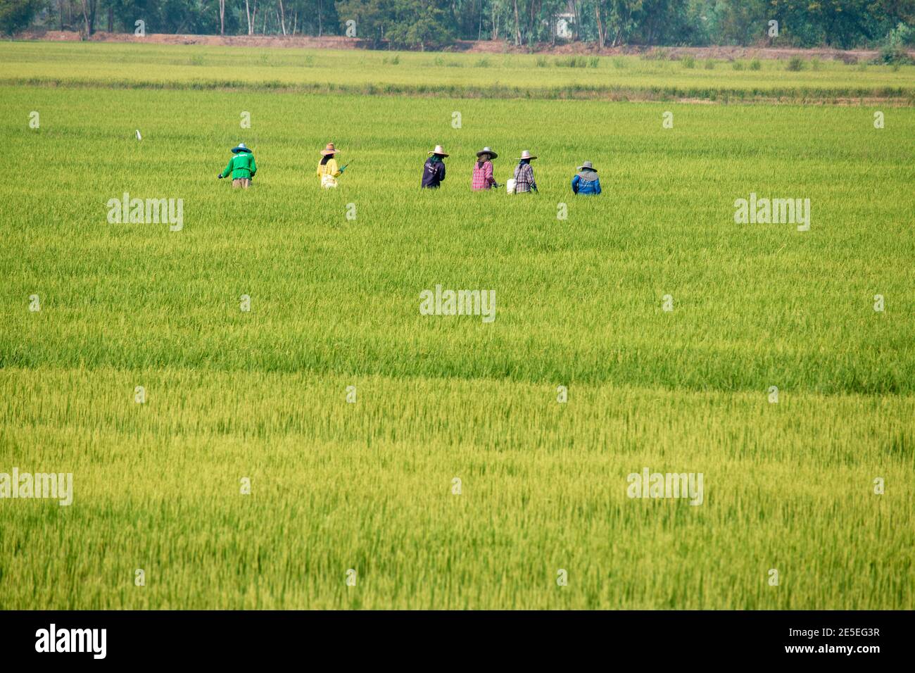 Fresh green rice field with group of farmers landscape background Stock ...