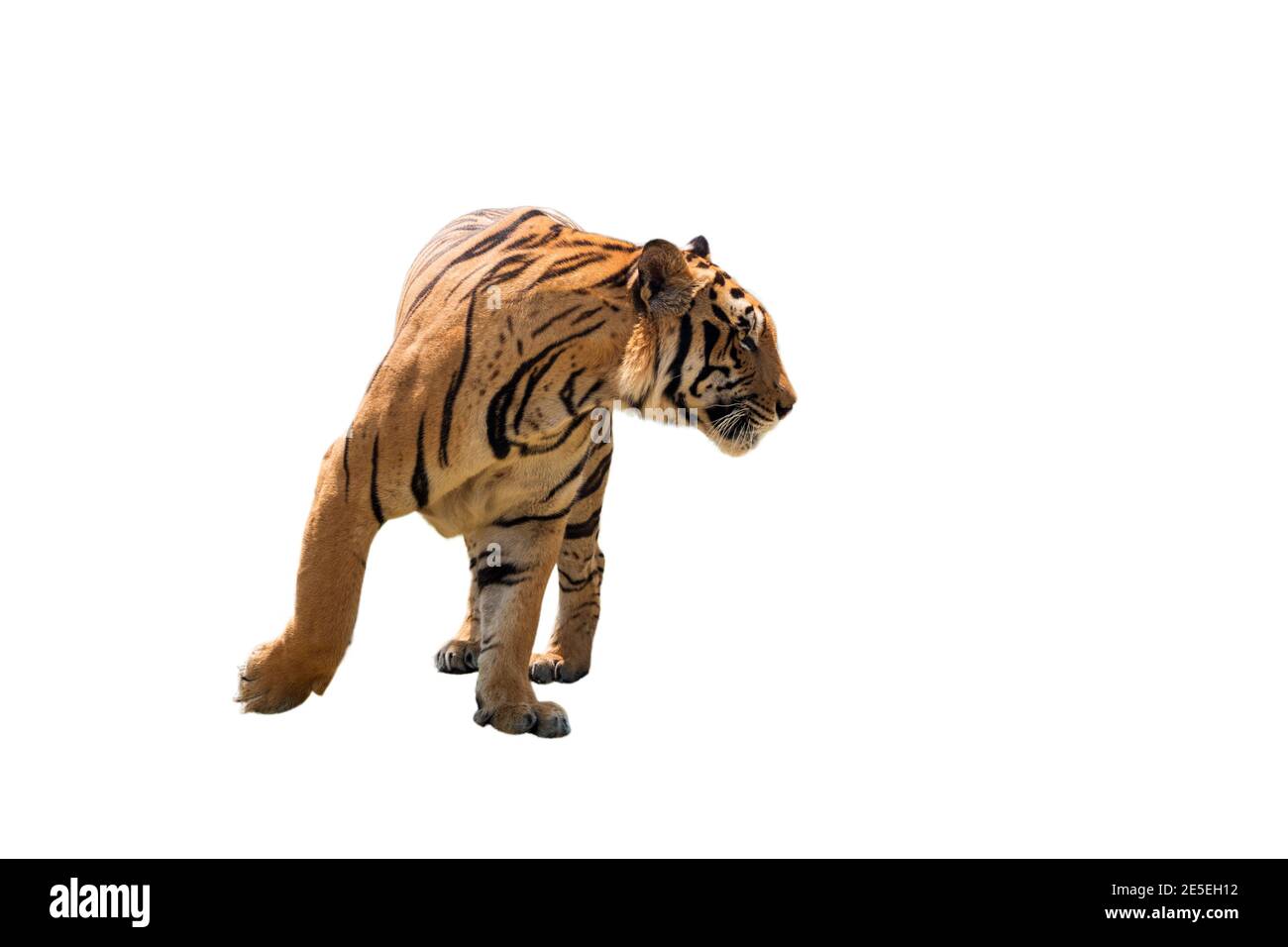 Tiger action isolated on white background Stock Photo - Alamy