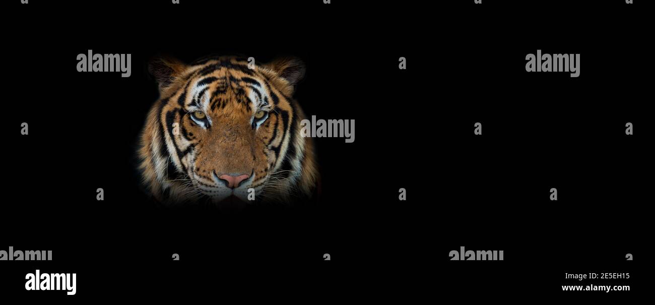 Close up Tiger face, isolated on black background Stock Photo - Alamy
