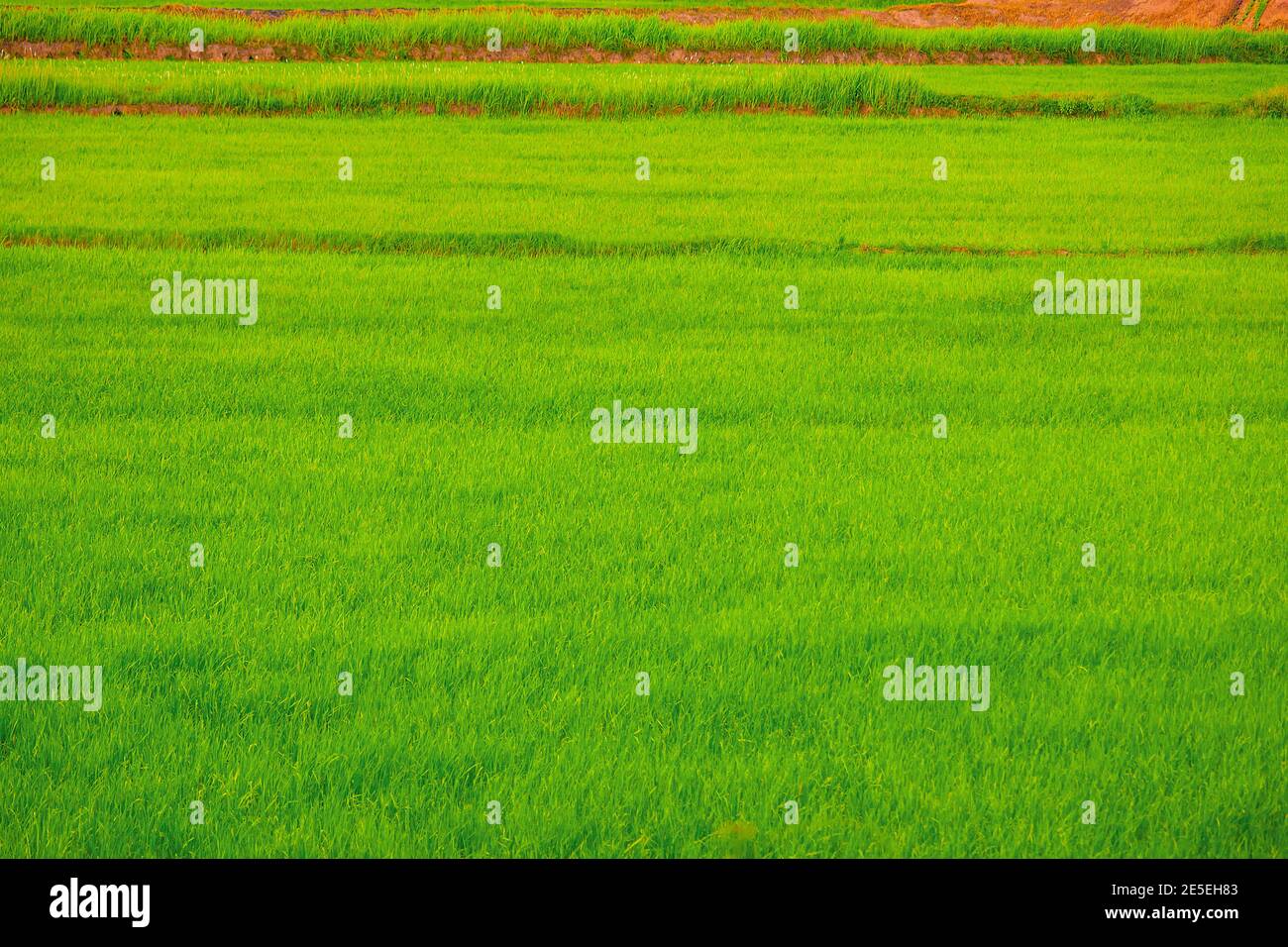 Green rice field in Thailand - Colorful green background Stock Photo ...