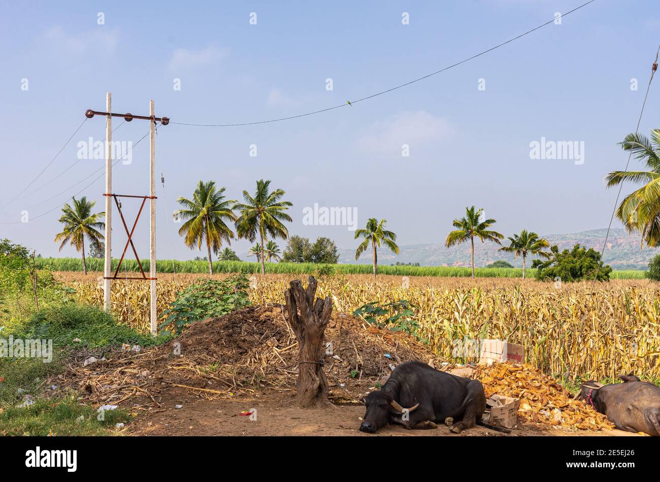 Pile of manure hi-res stock photography and images - Alamy