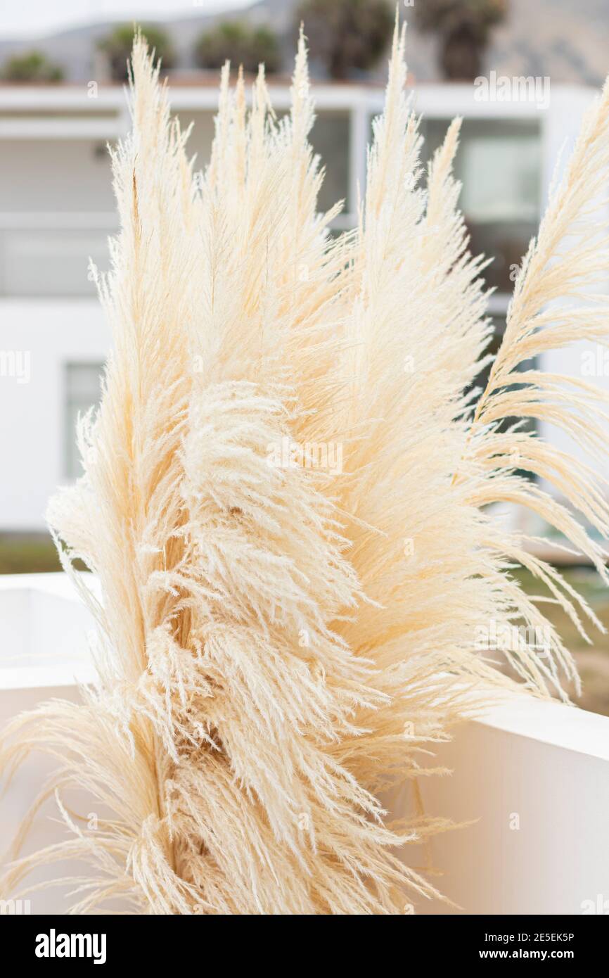 Pampas grass house garden hi-res stock photography and images - Alamy
