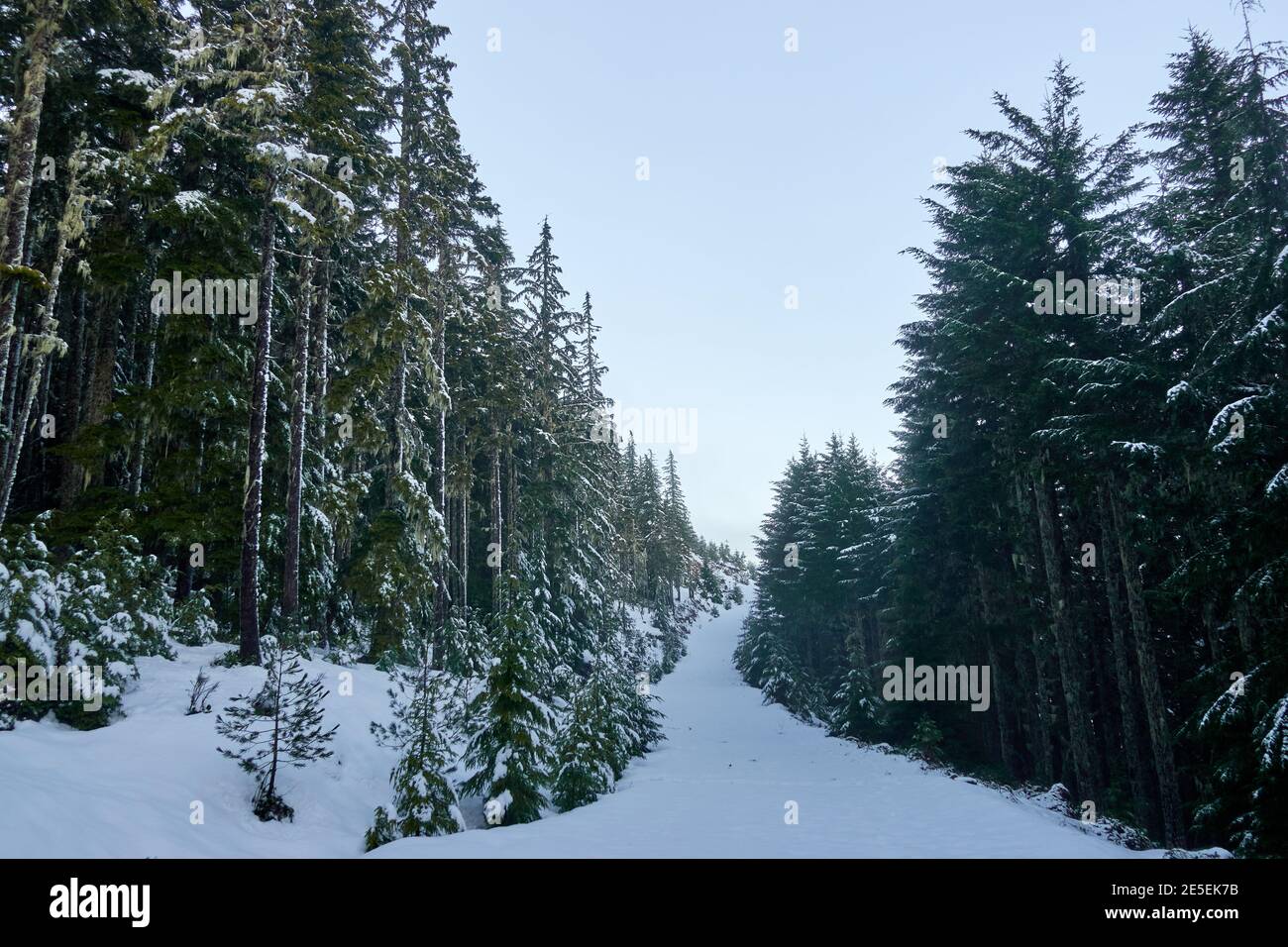 Isolated mountains range with forest hi-res stock photography and ...